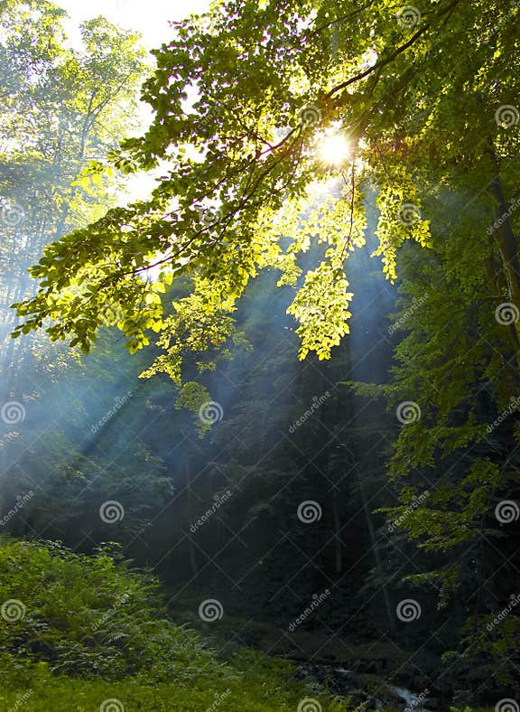 Sunshine in a forest stock image. Image of beauty, fresh - 7058183