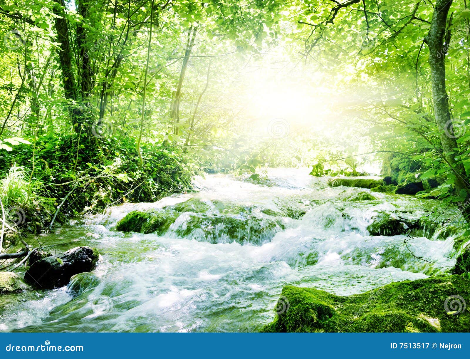 Sunshine in a forest stock image. Image of bright, jungle - 7513517