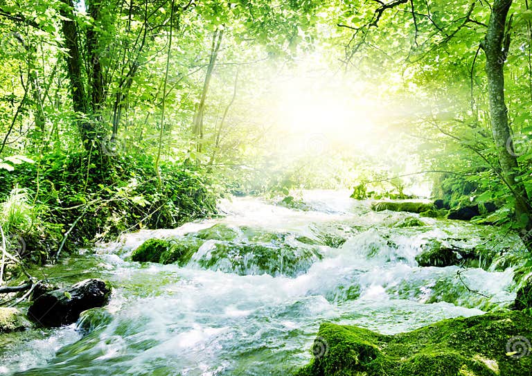 Sunshine in a forest stock image. Image of bright, jungle - 7513517