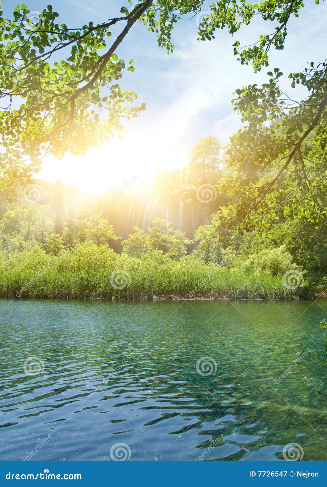 Sunshine in a forest stock image. Image of copyspace, jungle - 7726547