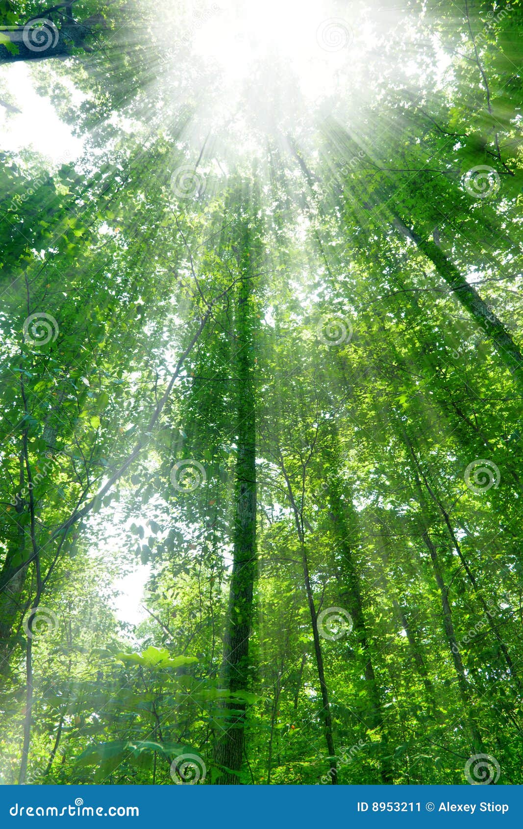 Sunshine in the forest stock image. Image of life, scenic - 8953211