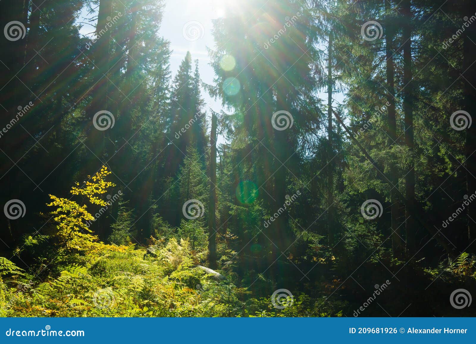 Sunshine in Forest in the Alps Stock Photo - Image of forest, alpine ...