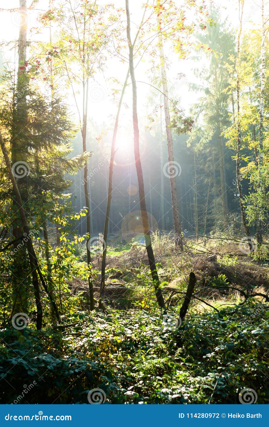 Sunshine in the Forest with Backlight Stock Photo - Image of bokeh ...