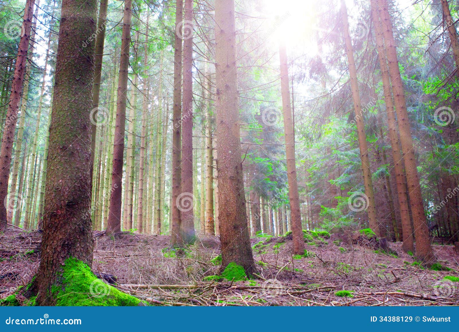 Sunshine in the forest. stock image. Image of light, wild - 34388129