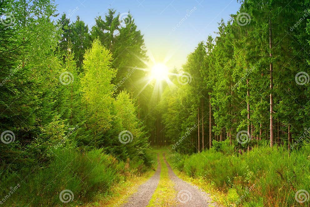 Sunshine in the forest. stock photo. Image of yellow - 34394066