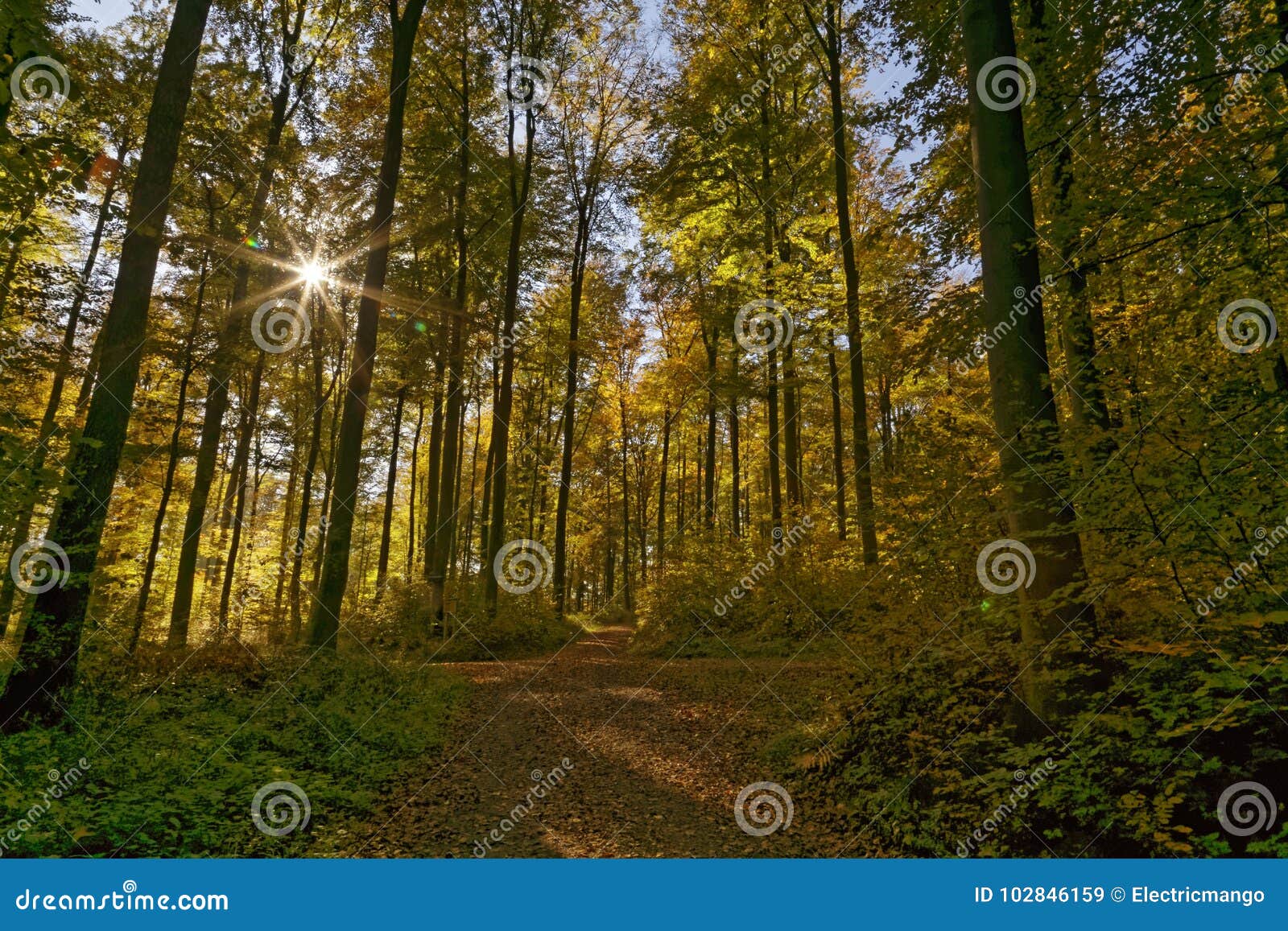 Sunshine in the forest stock image. Image of nature - 102846159