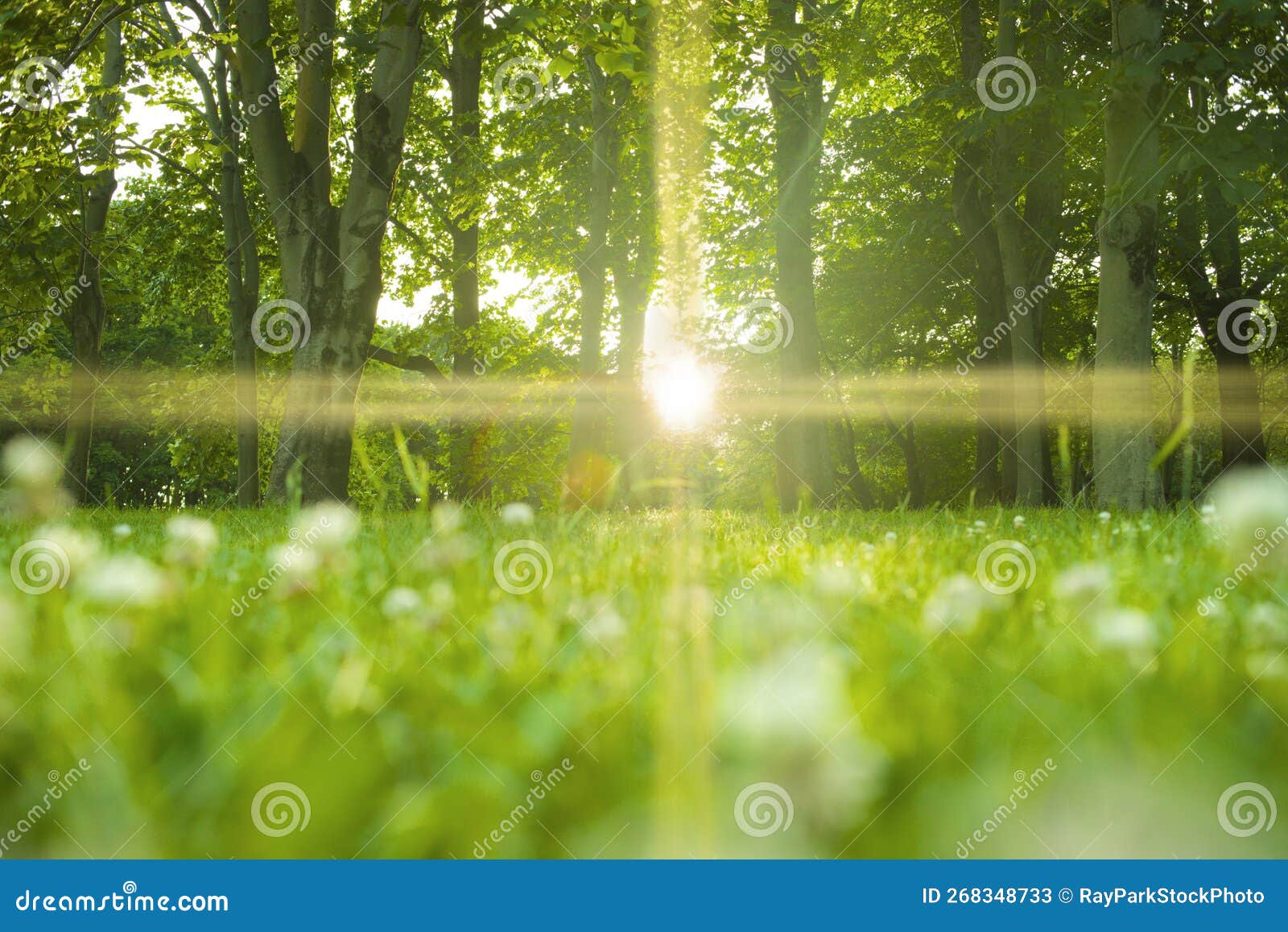 Sunshine Forest with Flowers Stock Image - Image of flower, meadow ...
