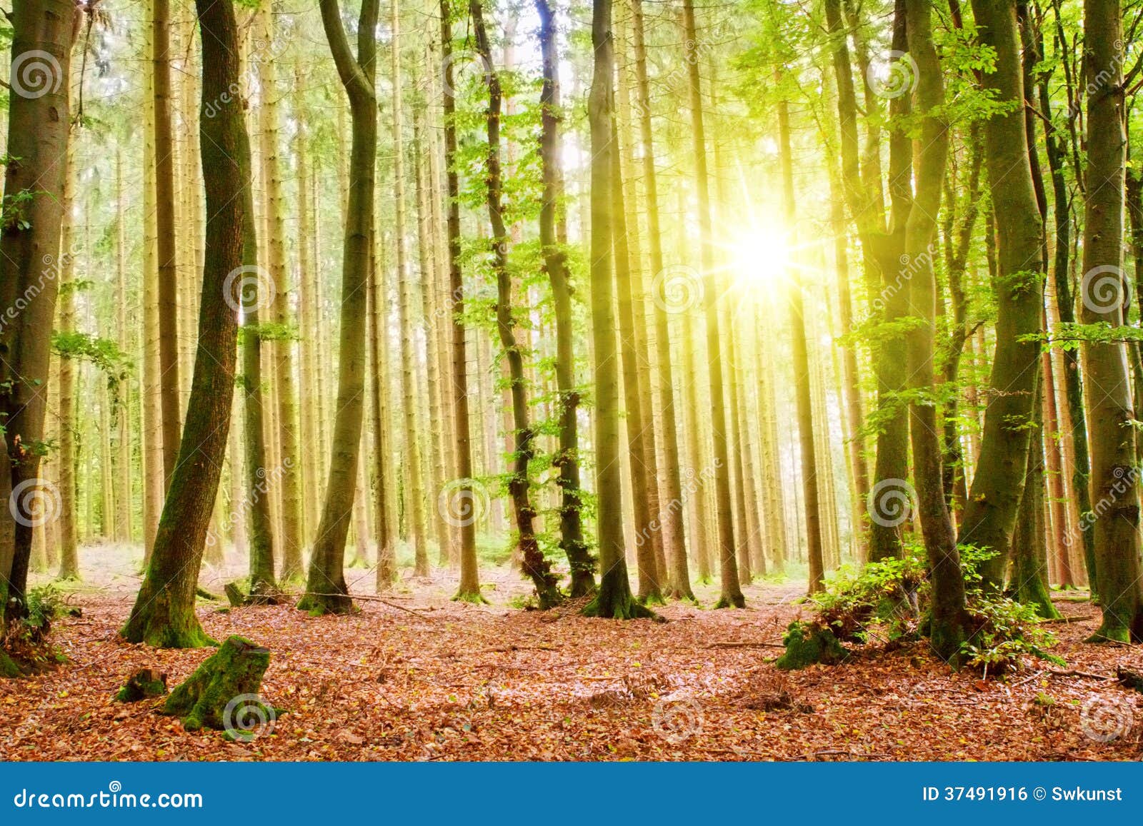 Sunshine in the forest. stock photo. Image of leaf, season - 37491916