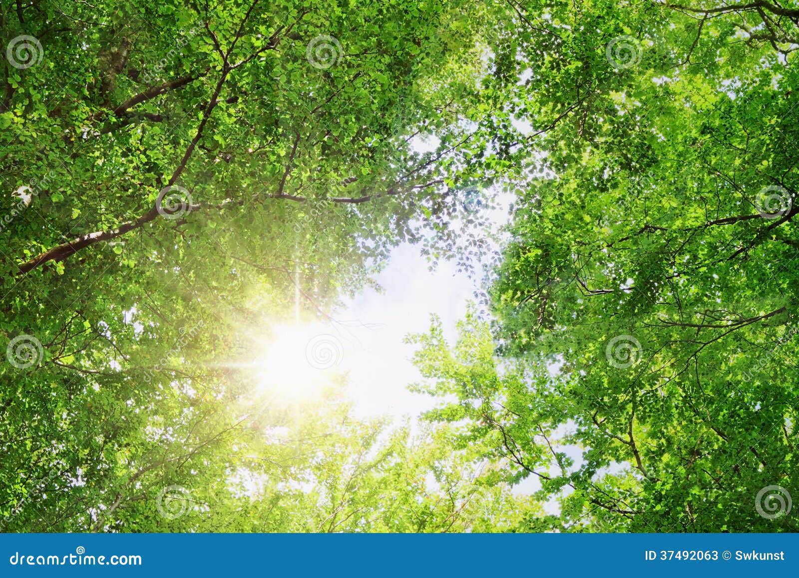 Sunshine in the forest. stock image. Image of sunshine - 37492063