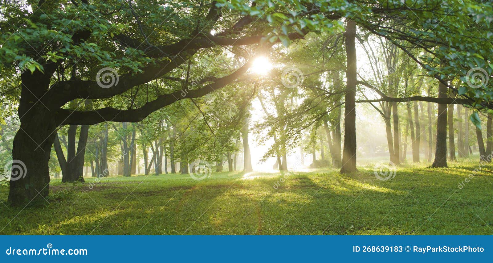 Tree sunlight stock image. Image of healthy, light, nature - 268639183