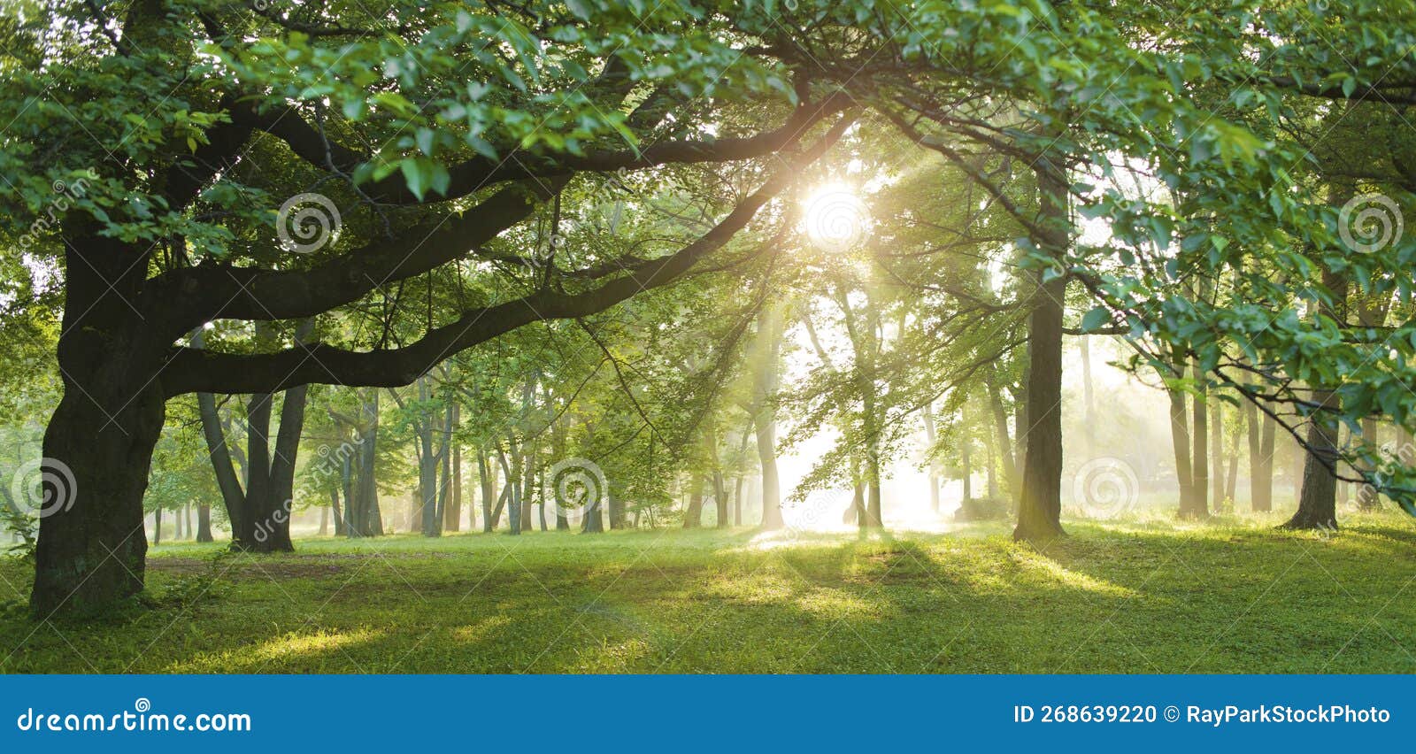 Tree sunlight stock photo. Image of formal, sunny, sunlight - 268639220