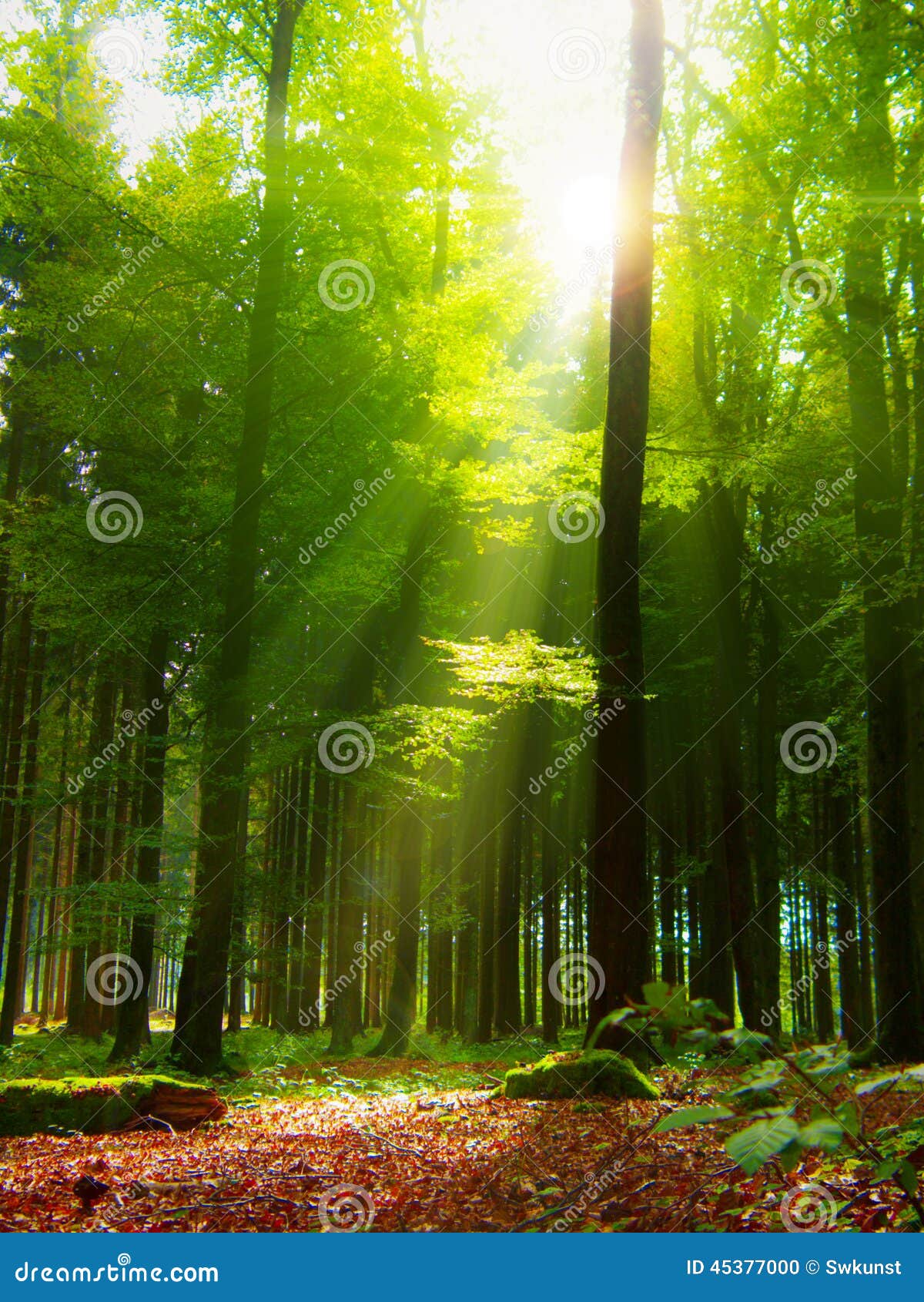 Sunshine in the forest. stock photo. Image of environment - 45377000