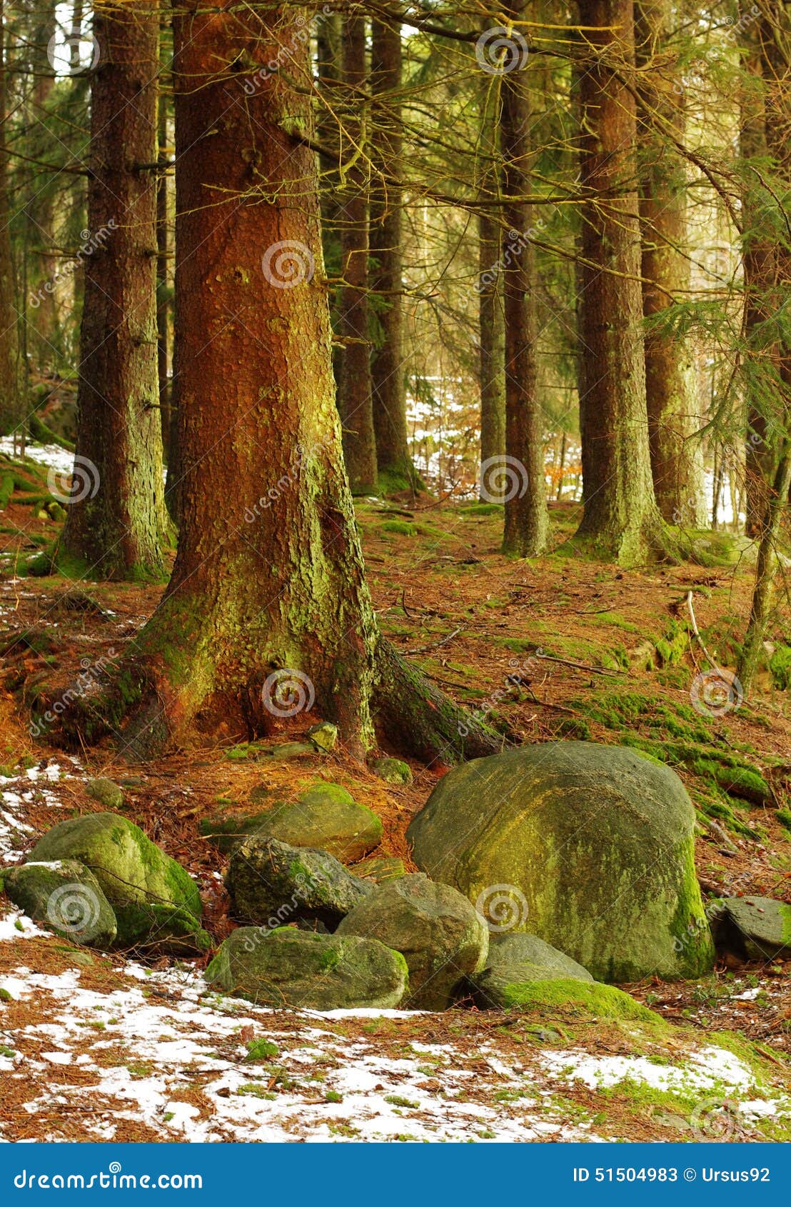 Sunshine in the forest stock image. Image of tree, landscape - 51504983