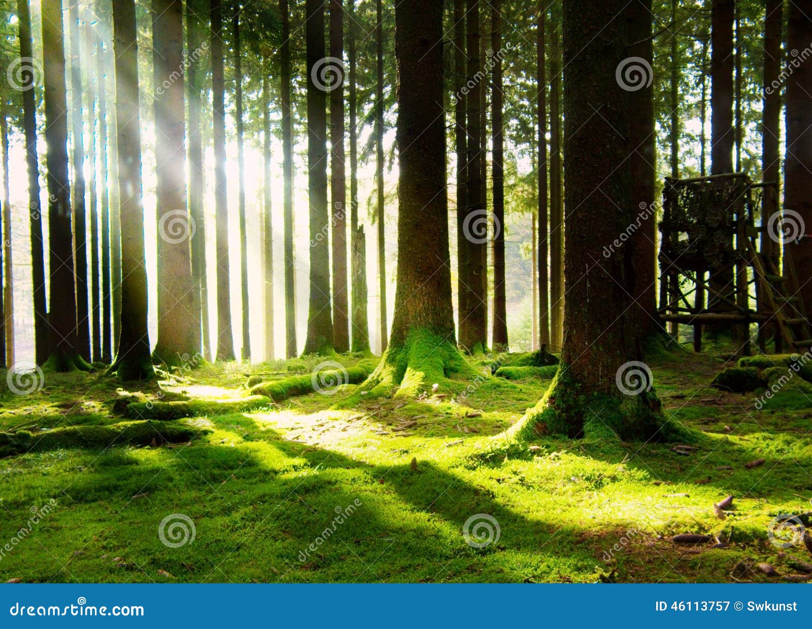 Sunshine in the forest. stock image. Image of sunrise - 46113757