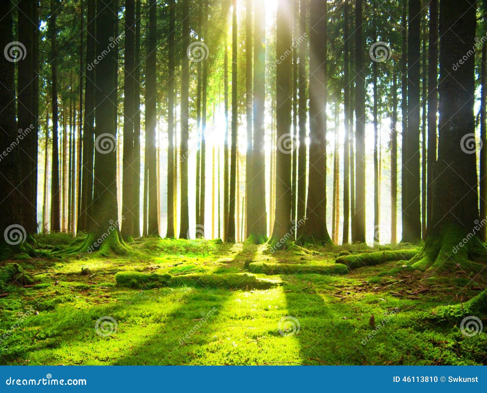 Sunshine in the forest. stock photo. Image of wood, green - 46113810