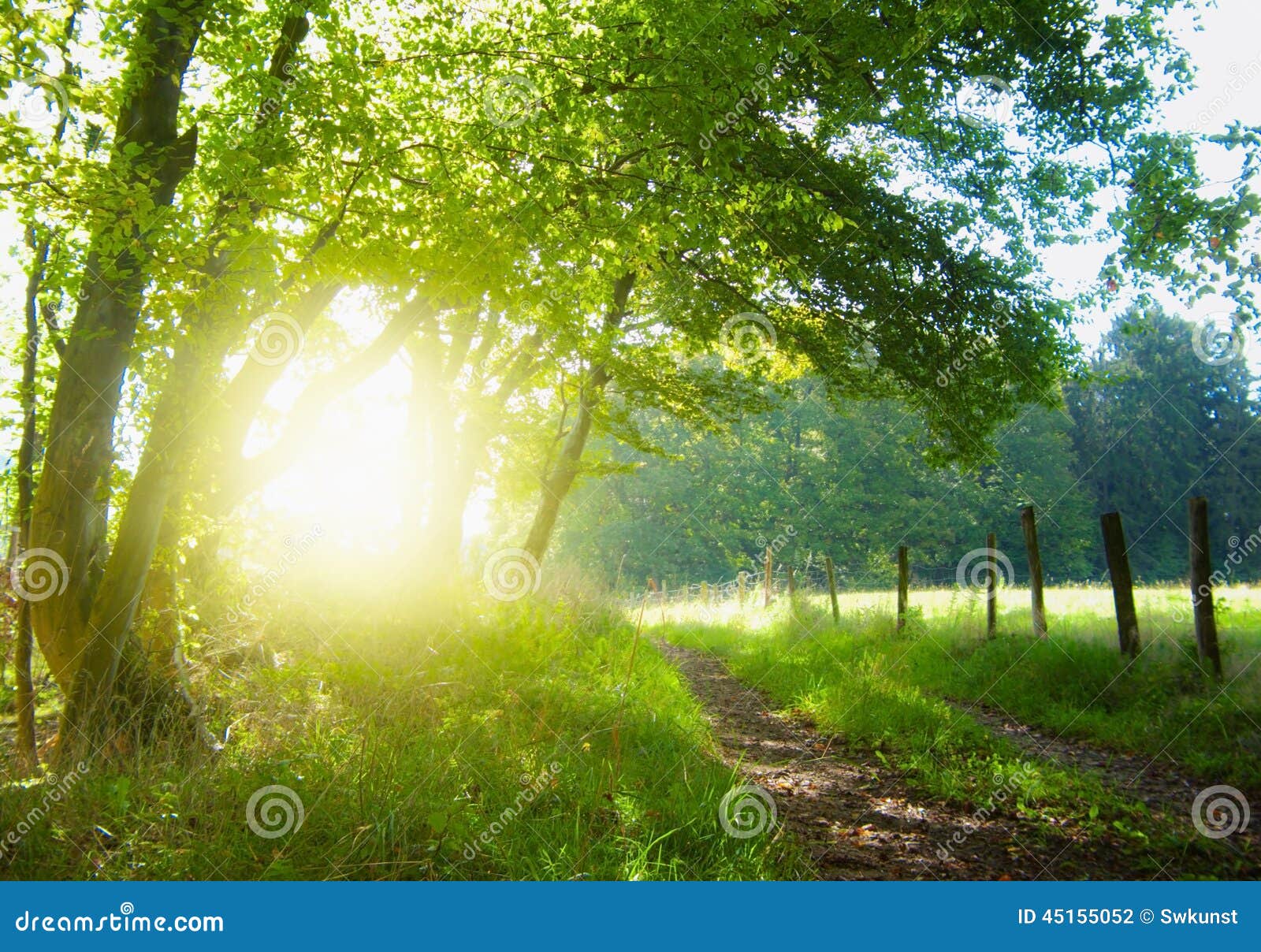 Sunshine in the forest. stock photo. Image of sunlight - 45155052