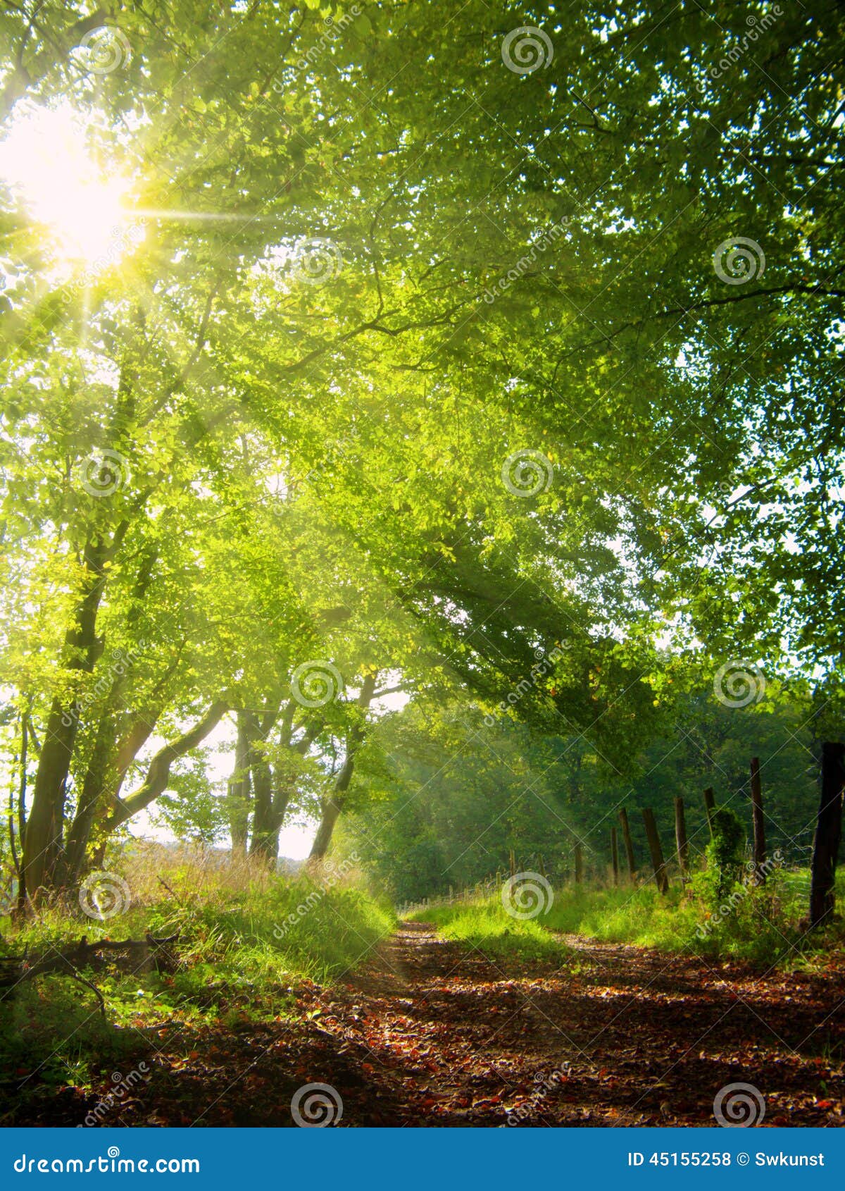Sunshine in the forest. stock photo. Image of green, wood - 45155258