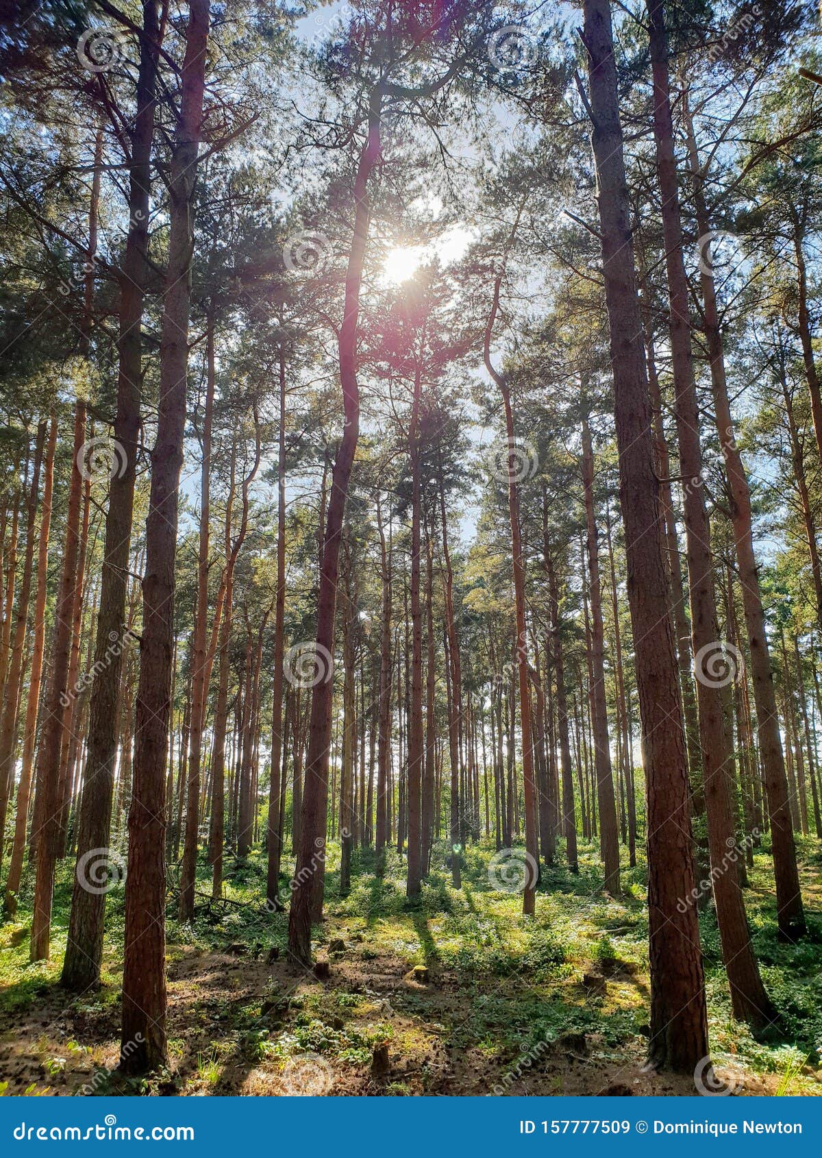 Sunshine through Forest Trees Stock Image - Image of sunshine, summer ...