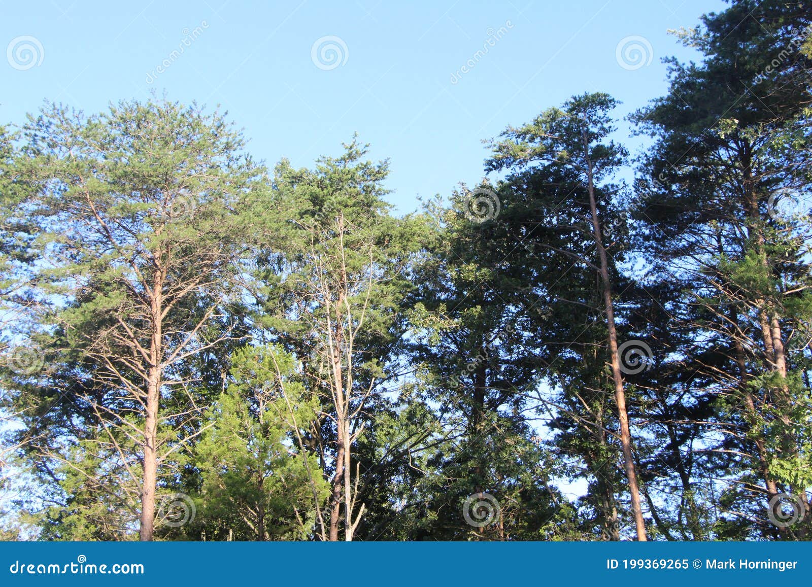 Sunshine on Giant Pine Trees Lights Sky and Shadow Stock Image - Image ...