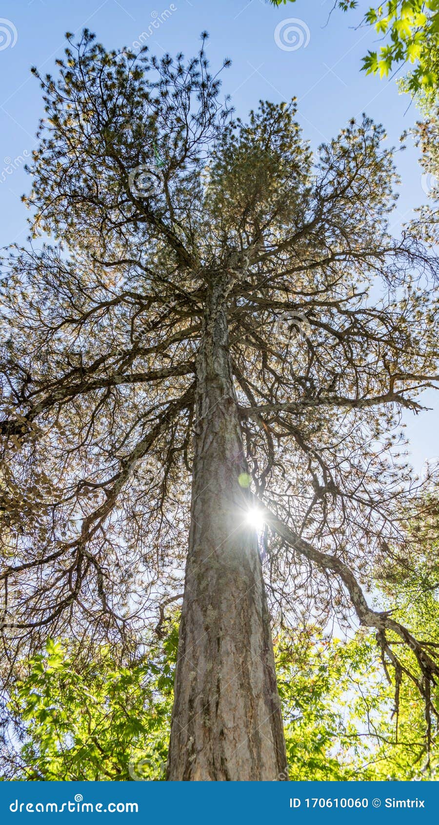 Sunshine Goes Thru Pine Trees` Branches, Cyprus Stock Photo - Image of ...