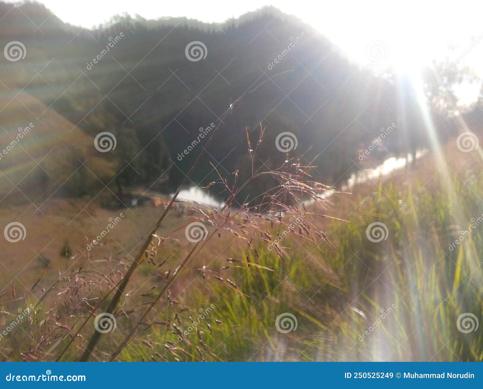 Sunshine on the grass stock image. Image of tree, soil - 250525249