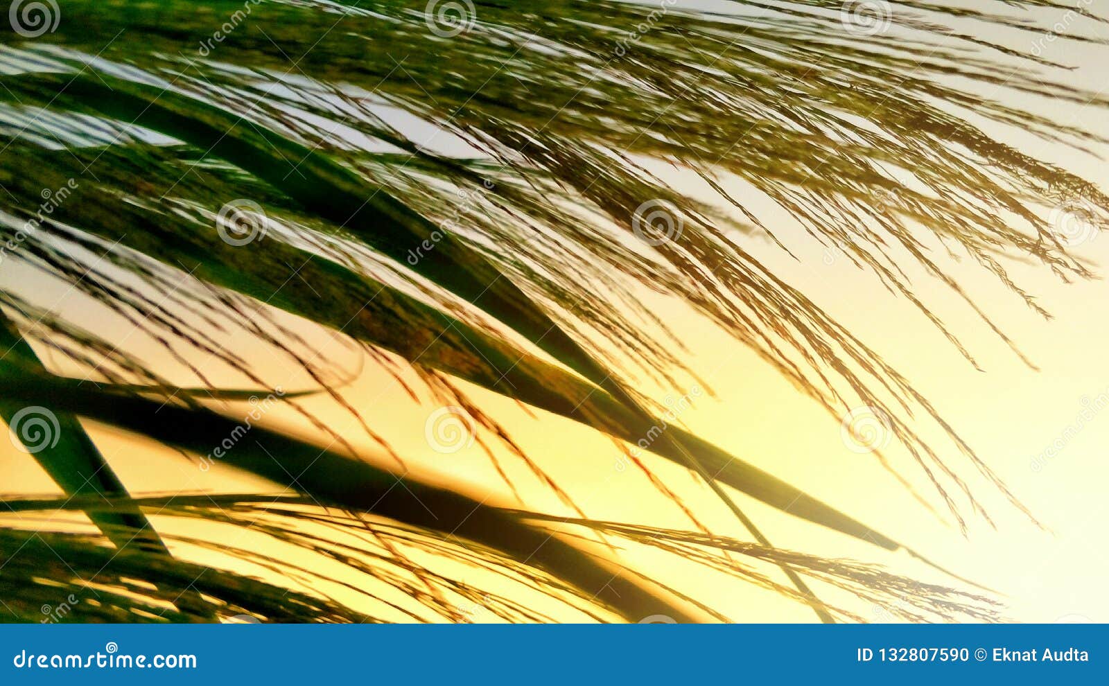 Sunshine on the grass stock photo. Image of evening - 132807590