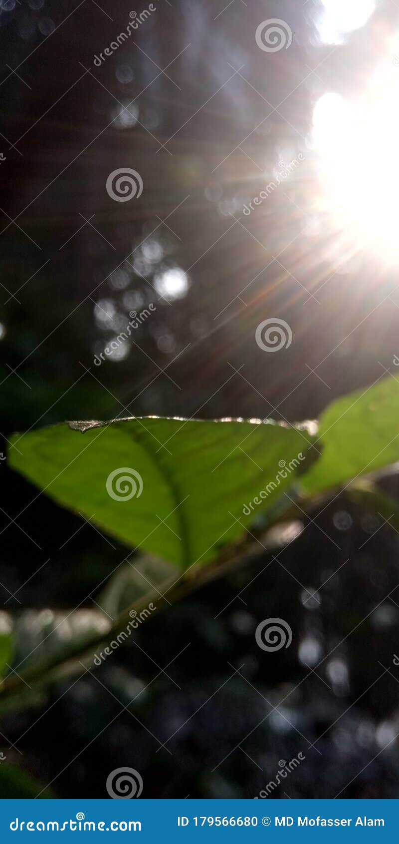 Sunshine on Green stock photo. Image of sunshine, water - 179566680
