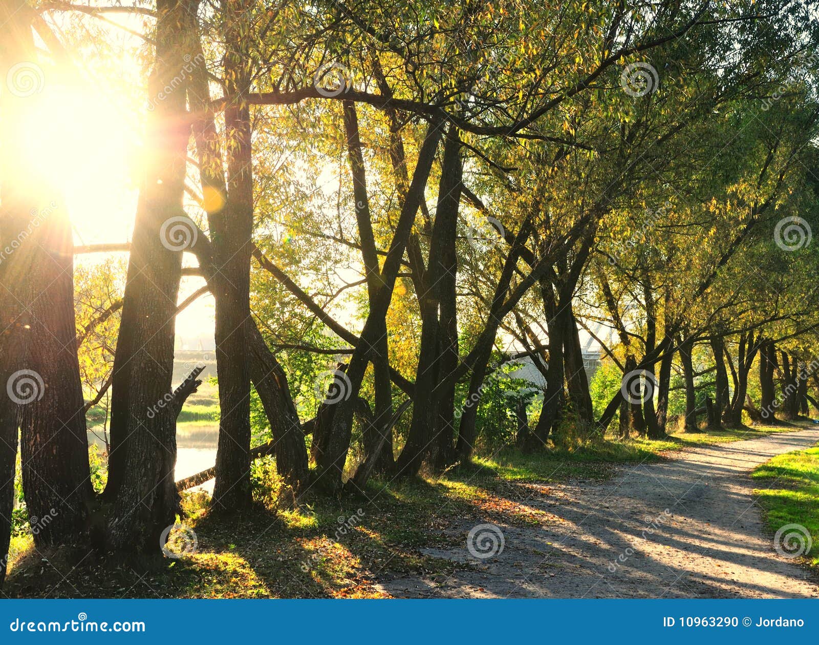 Sunshine in the Green Forest Stock Photo - Image of environmental ...