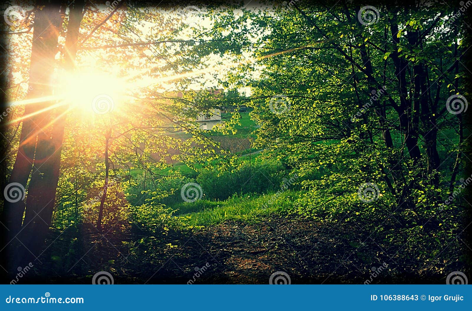 Sunshine in the Green Forest Stock Image - Image of light, green: 106388643