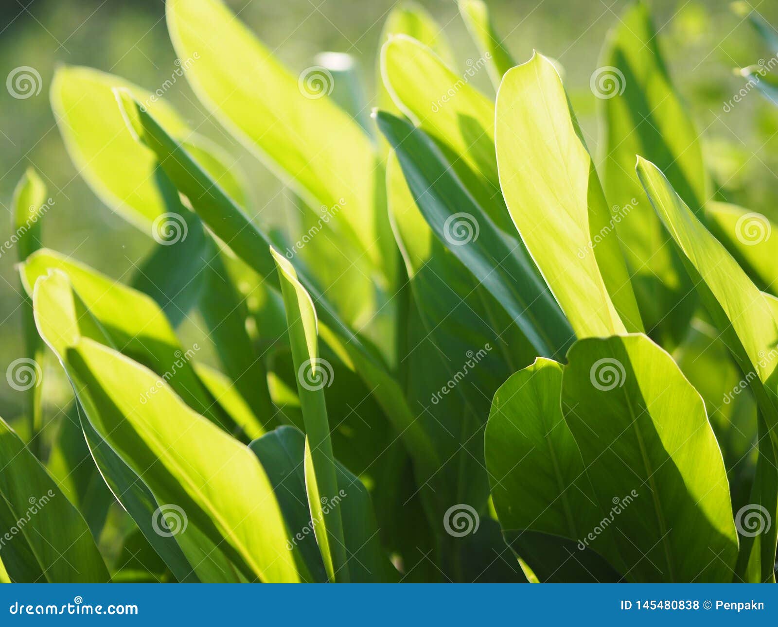 Sunshine Green Leaves of Light and Shadow Nature Background Stock Photo ...
