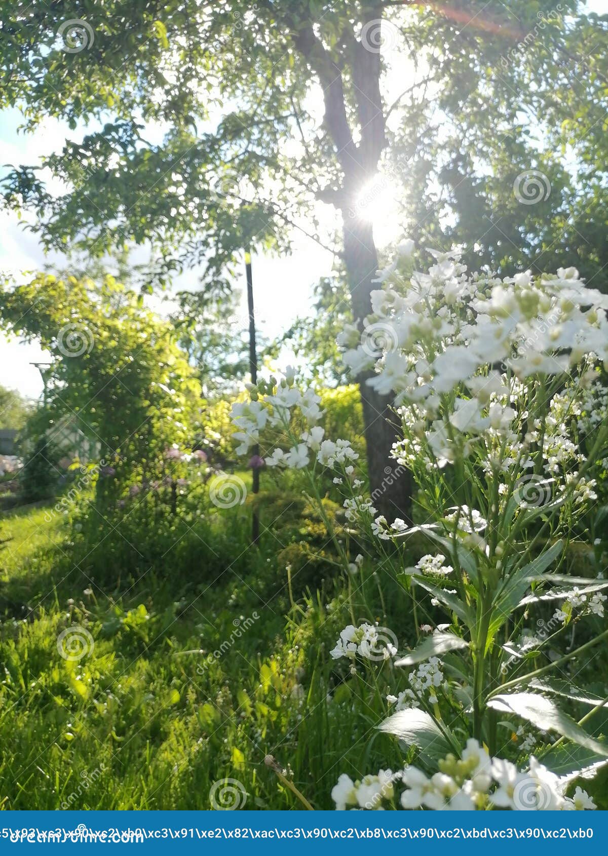 Sunshine in the Greenery of the Garden Stock Photo - Image of branch ...