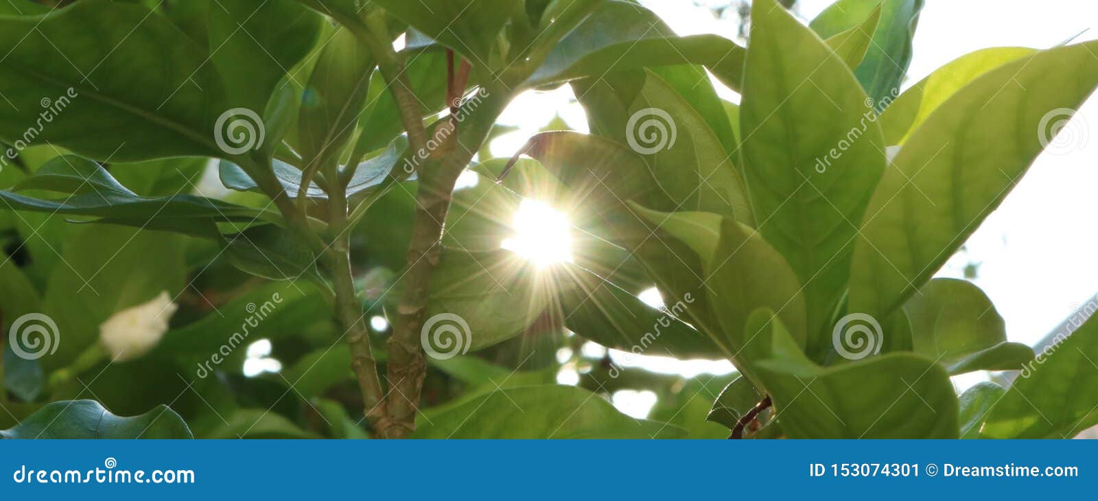 Sunshine stock image. Image of beautiful, green, sunshine - 153074301