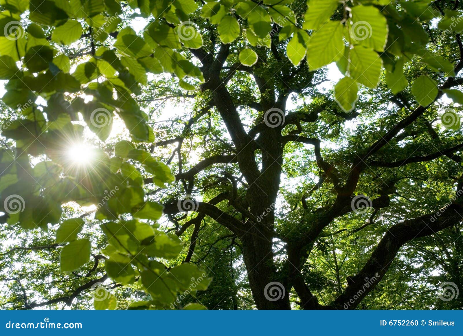 Sunshine through the Leaves Stock Photo - Image of greenery, ecosystem ...