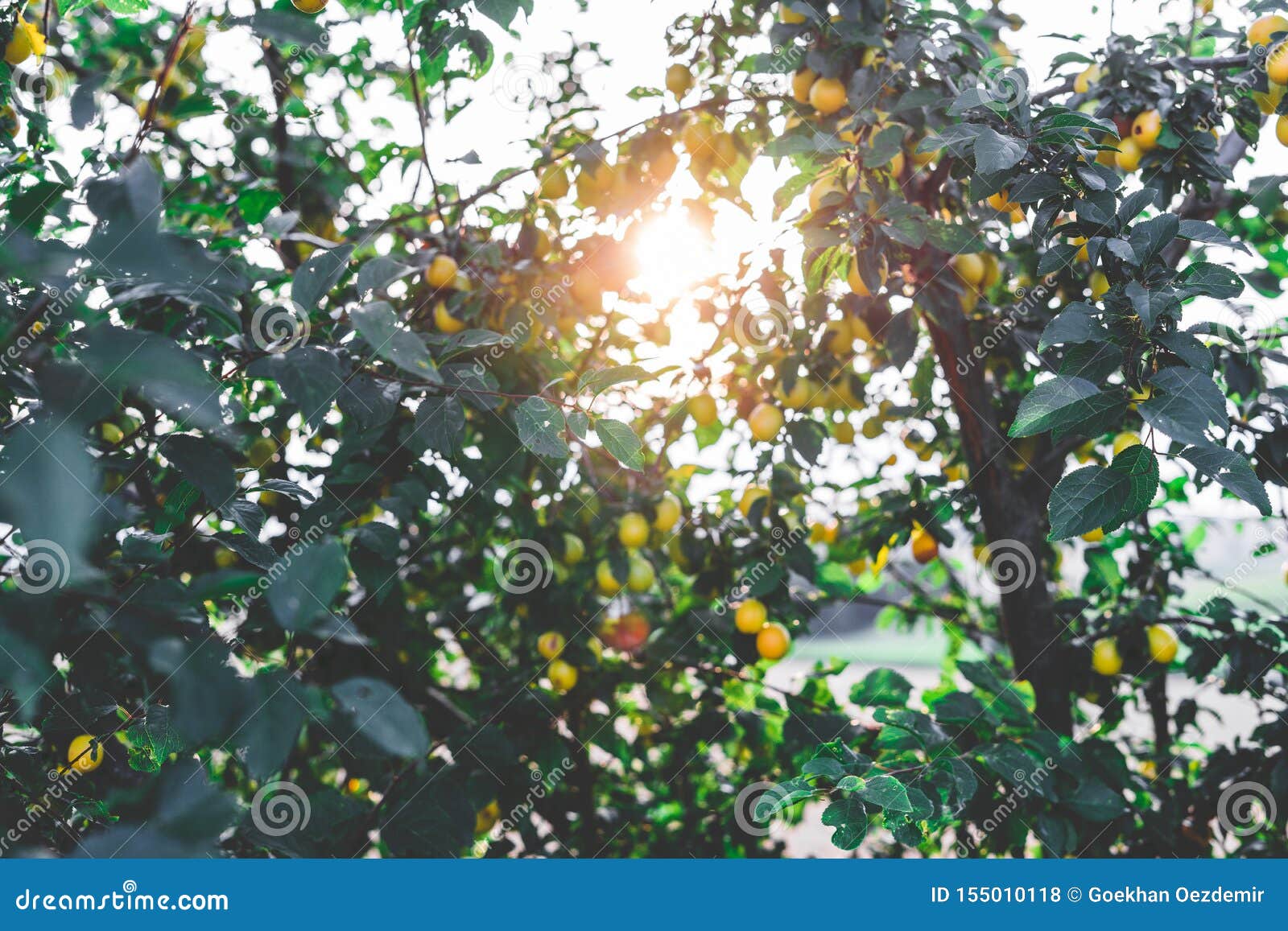 Sunshine through Leaves and Fruits Stock Photo - Image of area, color ...