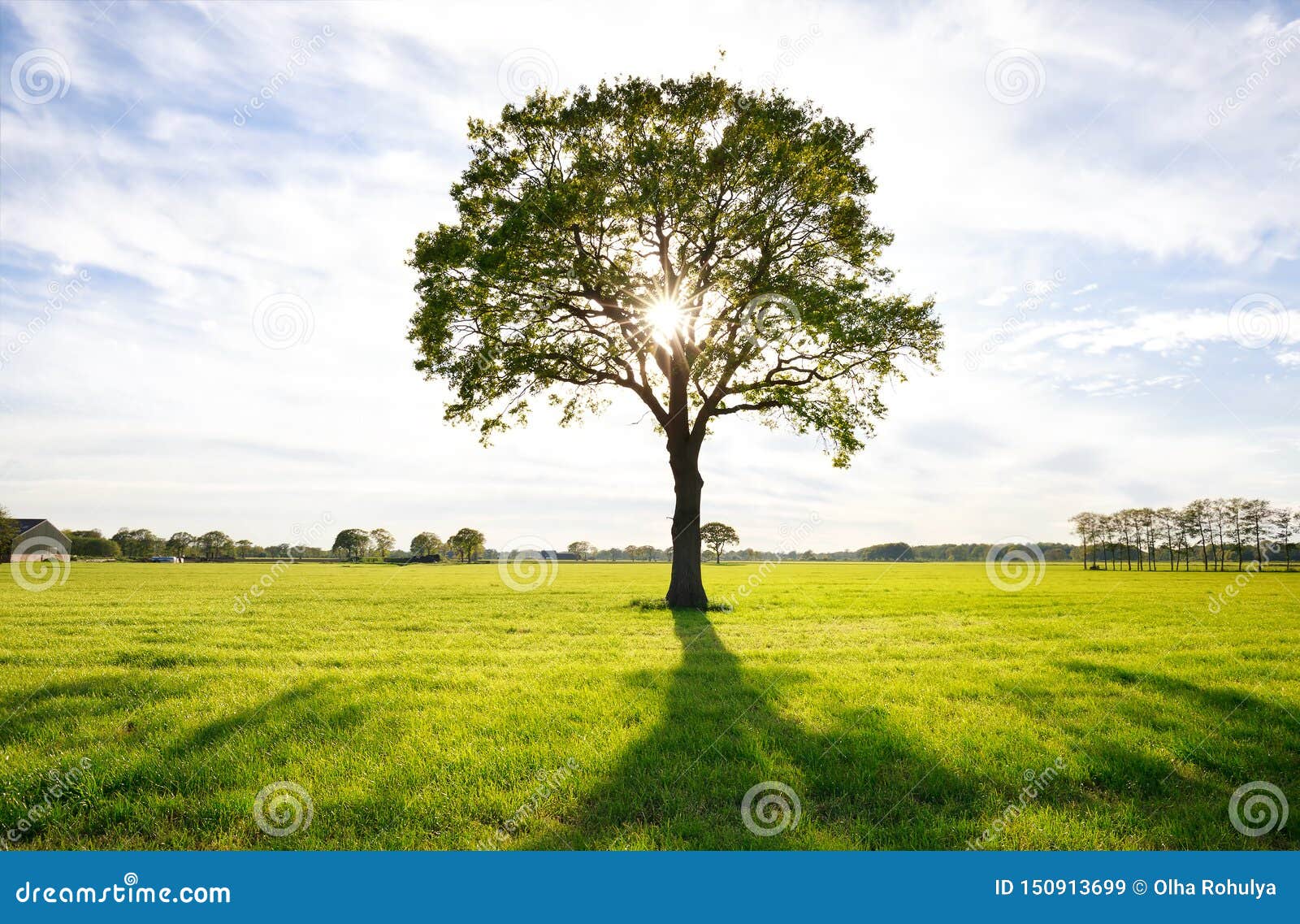 Sunshine through Lone Oak Tree on Green Meadow Stock Image - Image of ...