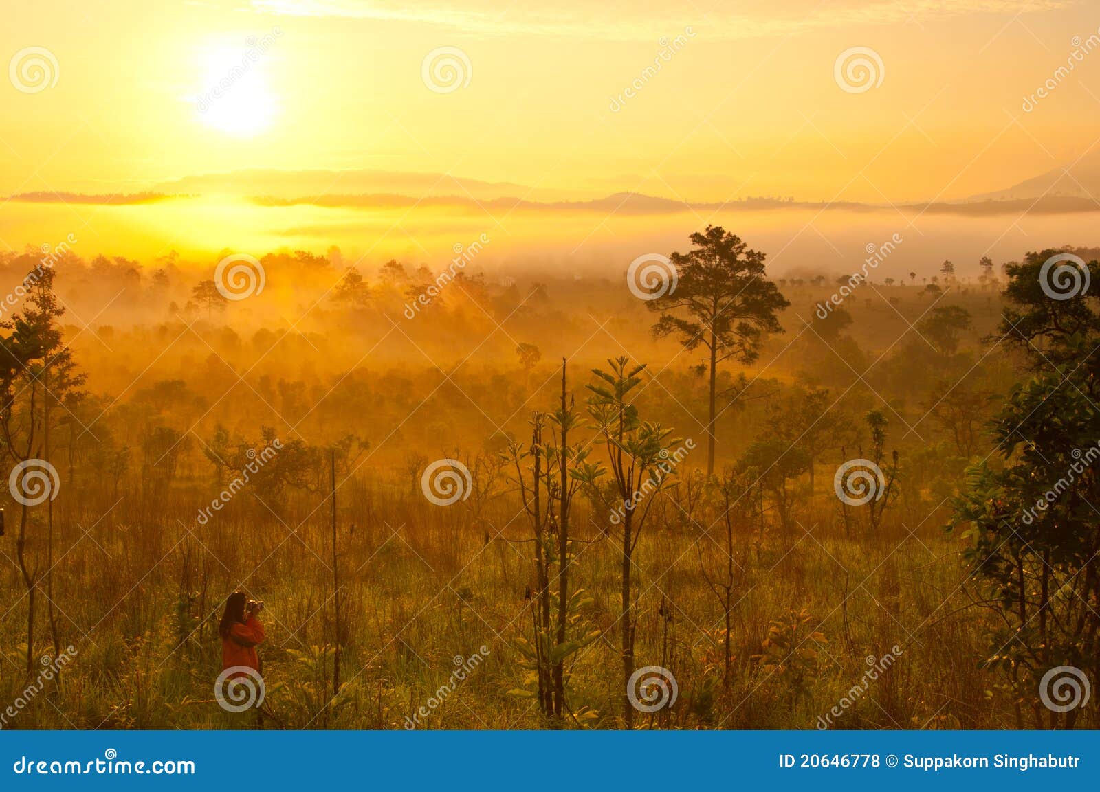 Sunshine on the Morning Mist Stock Photo - Image of female, forest ...