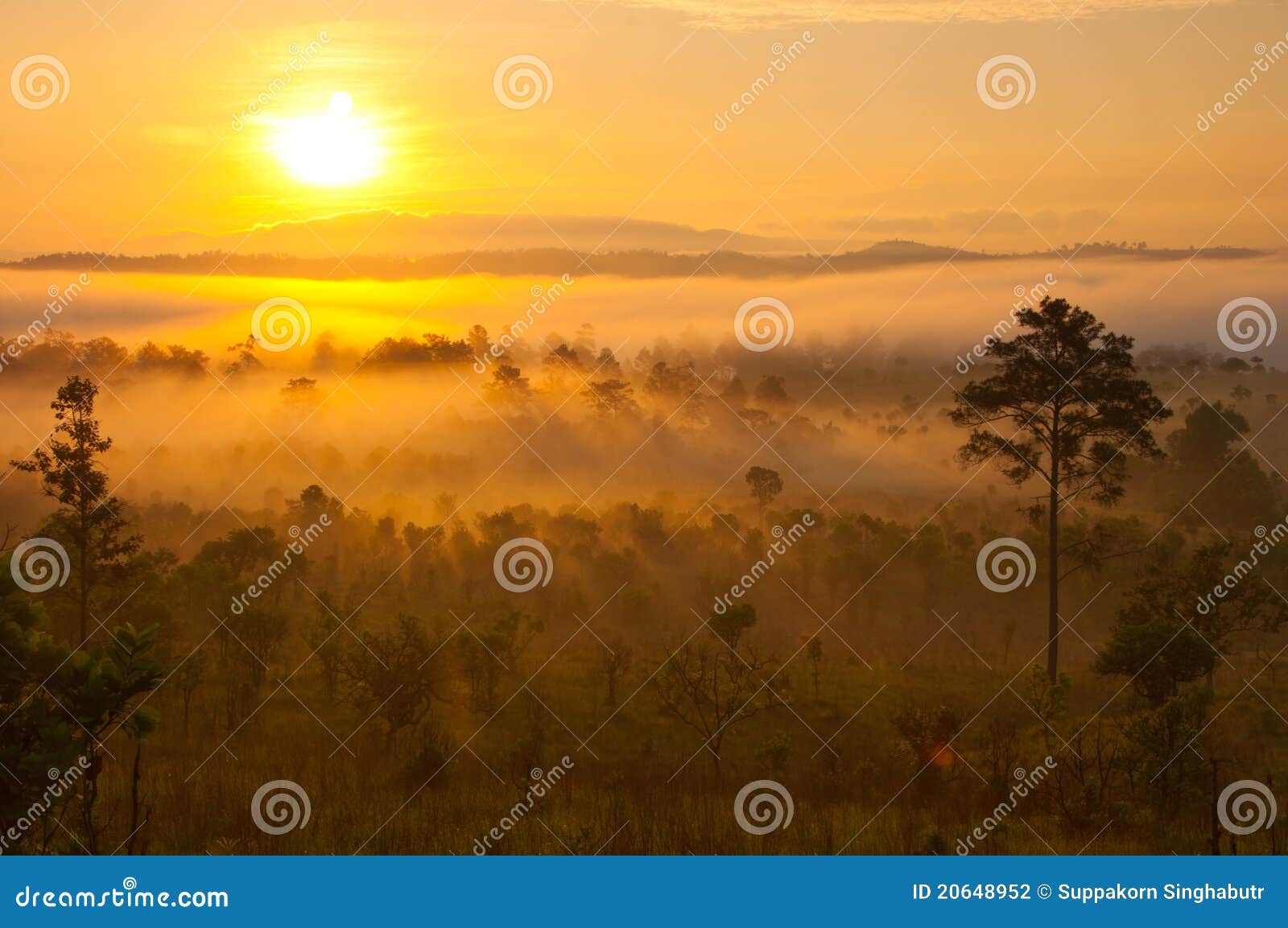 Sunshine on the Morning Mist Stock Photo - Image of meadow, cloud: 20648952