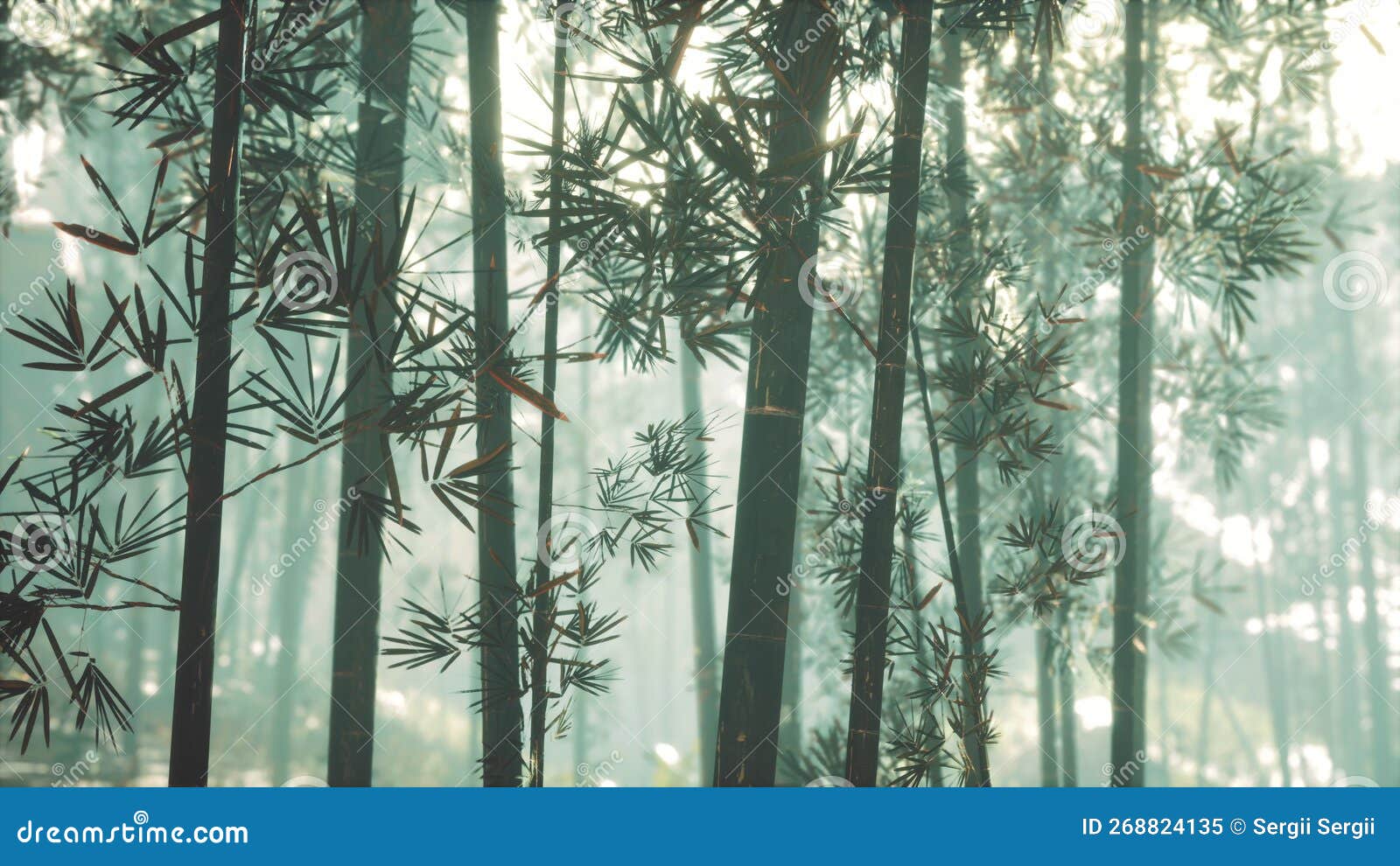 Sunshine in the Morning Mist Bamboo Forest Stock Image - Image of ...