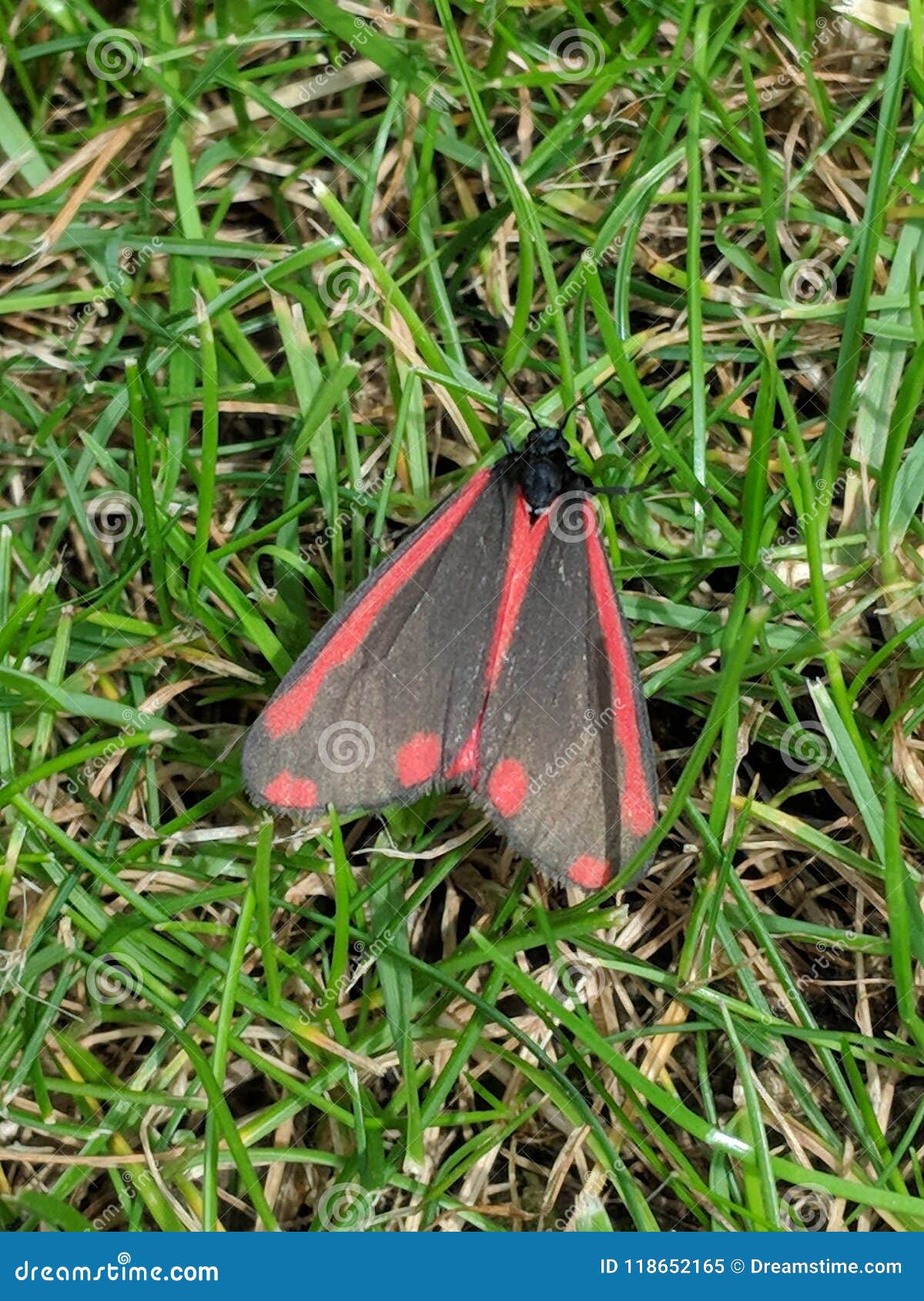 Sunshine moth stock image. Image of black, sunny, colourful - 118652165