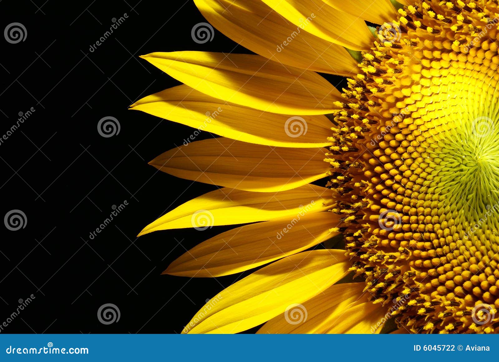 Sunshine in the night stock photo. Image of macro, closeup - 6045722