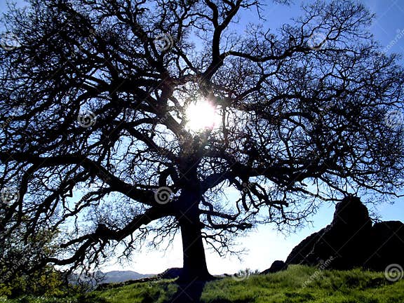 Sunshine through an Oak Tree Stock Image - Image of grassy, shine: 219443