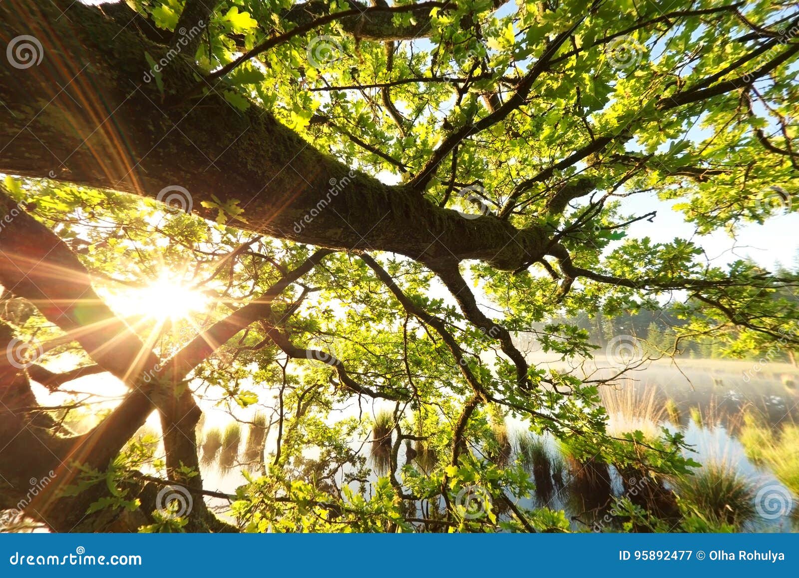 Sunshine through Oak Tree Leaves Stock Image - Image of scenic, rays ...