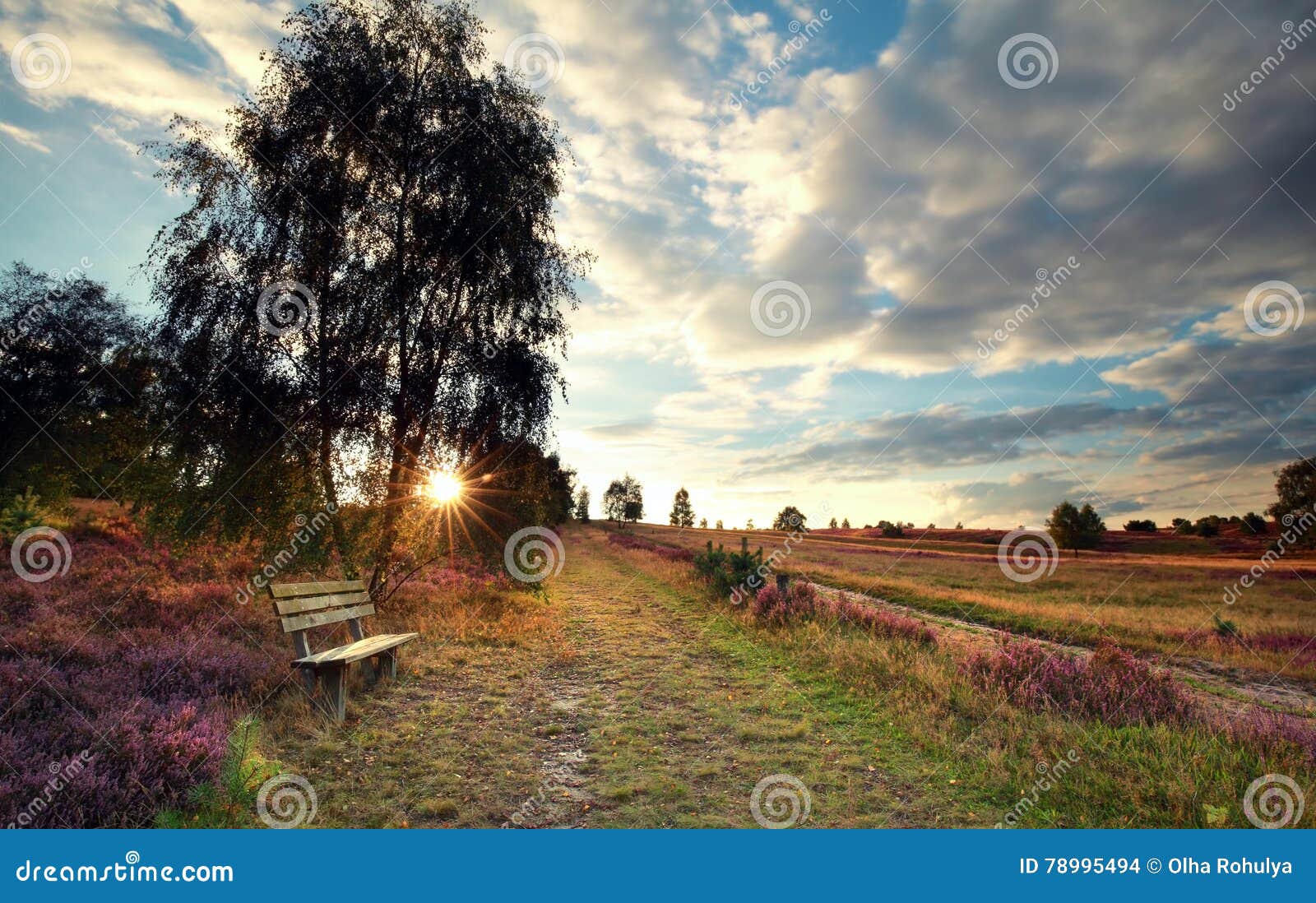 Sunshine Over Bench by Birch Tree Stock Photo - Image of birch, road ...