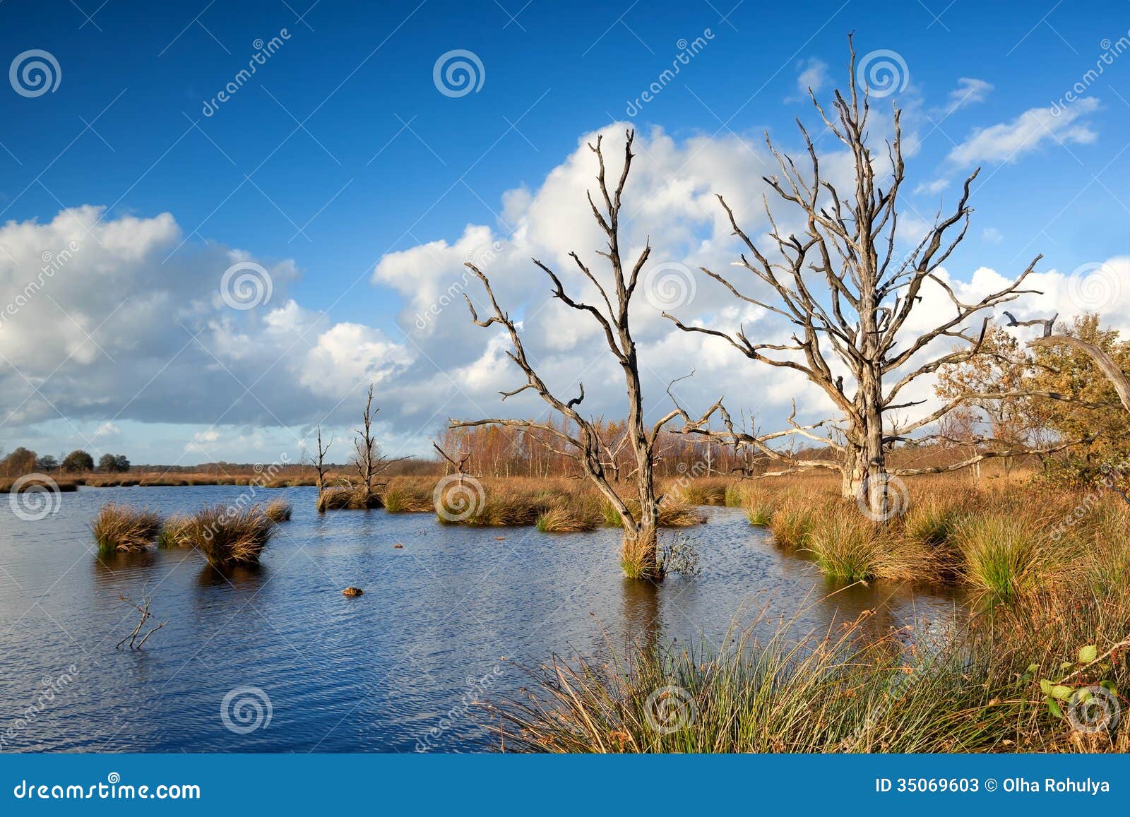 Sunshine Over Dry Trees in Bog Stock Image - Image of outside, nature ...