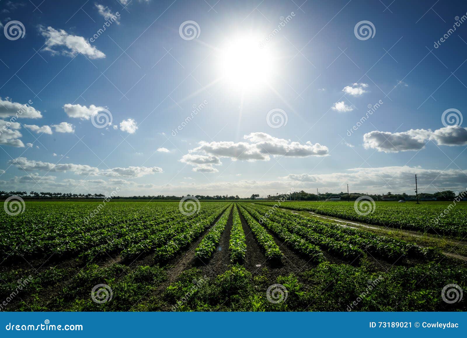 5,917 Crops Sunshine Stock Photos - Free & Royalty-Free Stock Photos ...