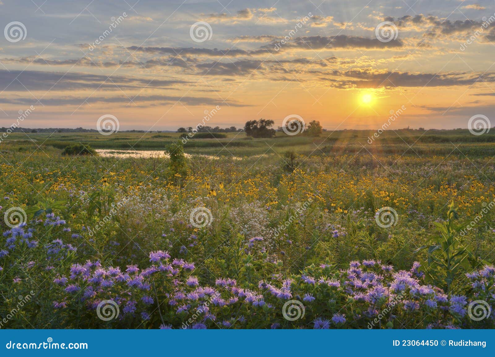 Sunshine Over the Flower Field Stock Photo - Image of cloud, sunset ...
