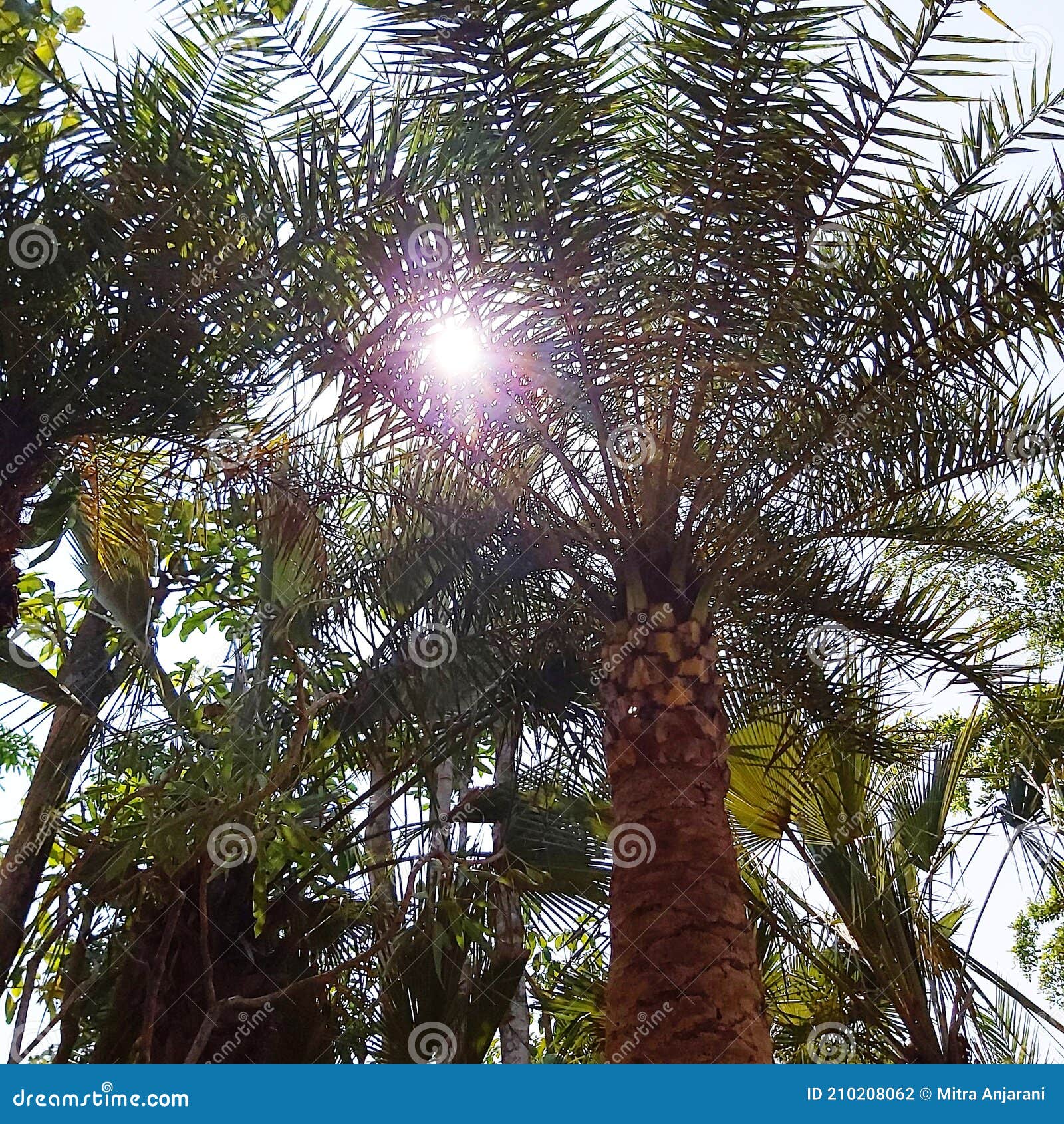 Sunshine Over the Palm Tree Stock Photo - Image of garden, tree: 210208062