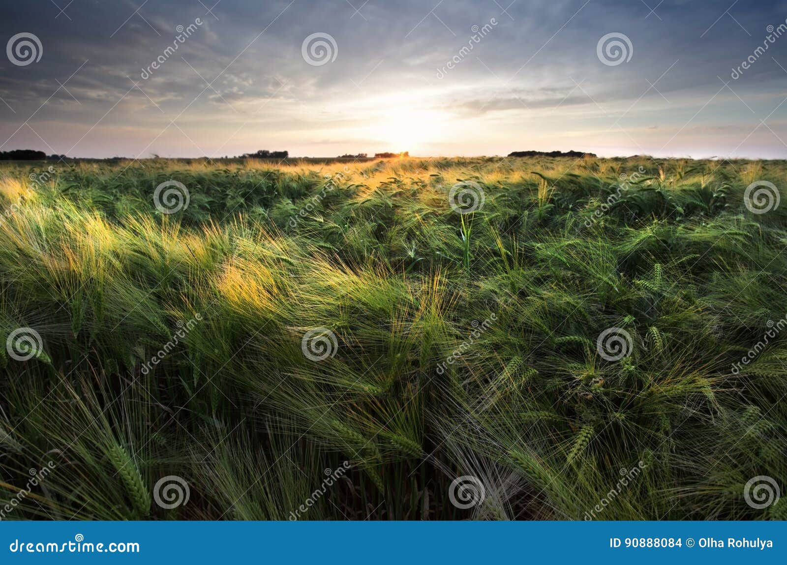 Sunshine over wheat field stock photo. Image of sunlight - 90888084