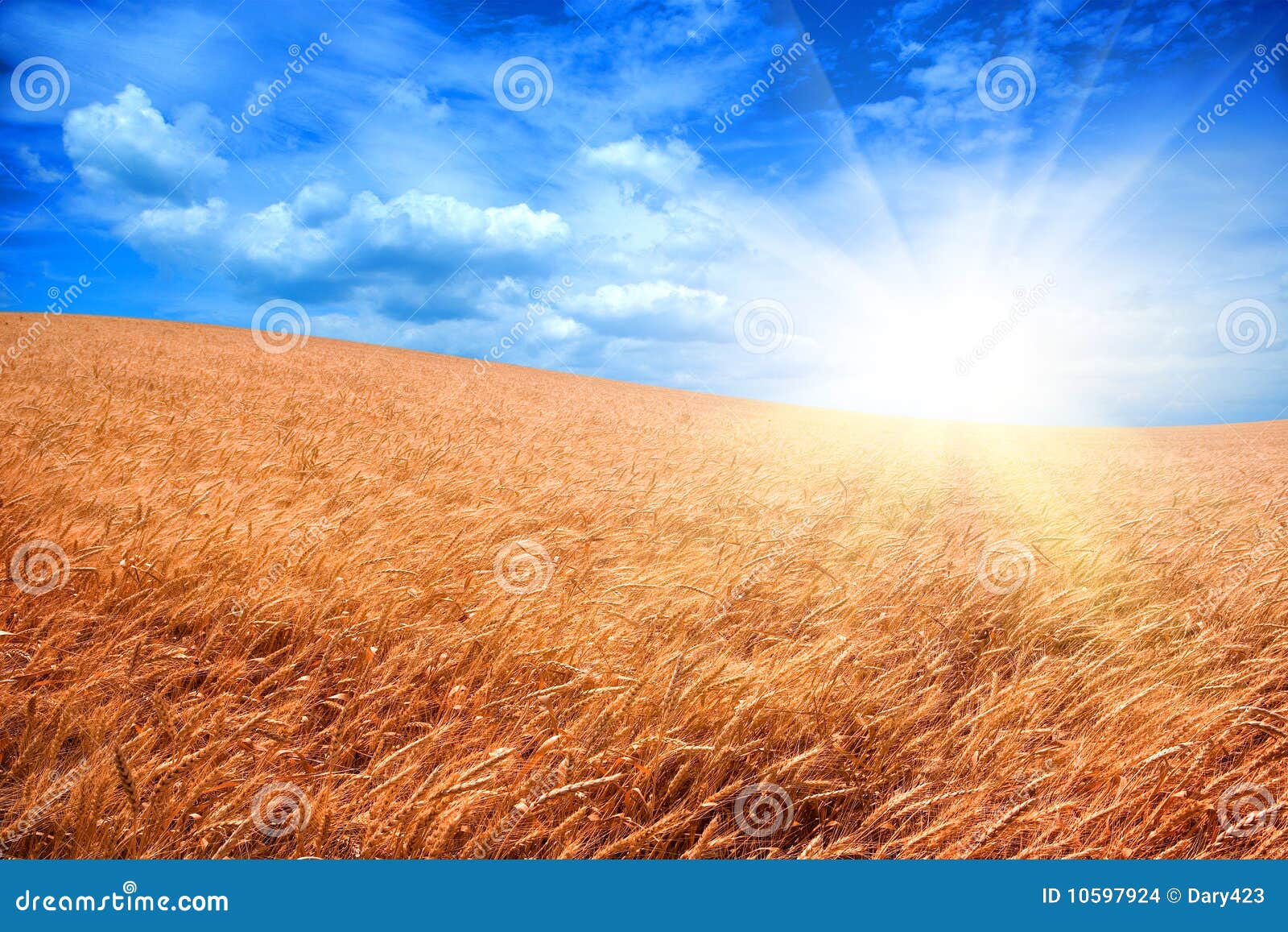 Sunshine over wheatfield stock photo. Image of beauty - 10597924