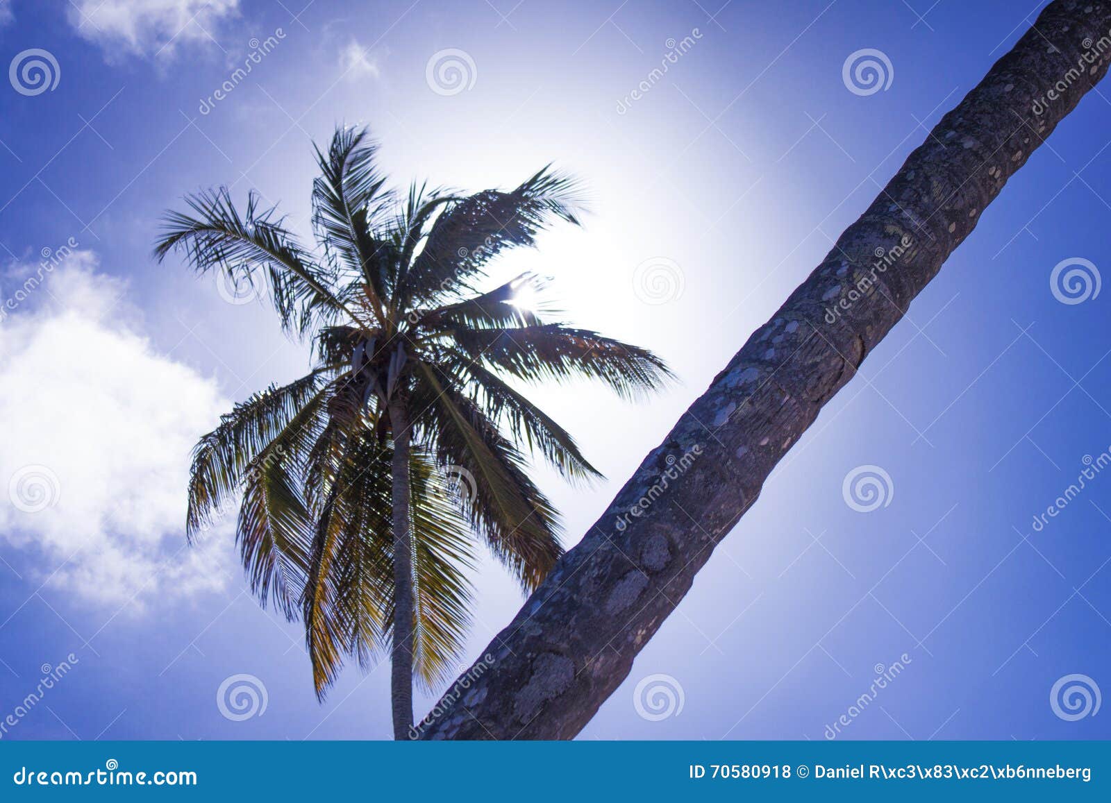 Sunshine and Palm Trees at Bavaro Beach Stock Photo - Image of ocean ...